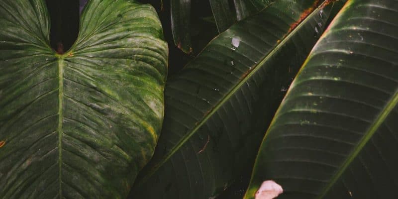 Understanding dependent arising - Secular Buddhist Network