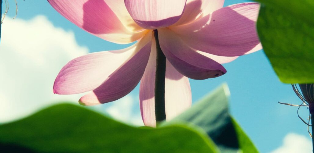 Home - Secular Buddhist Network