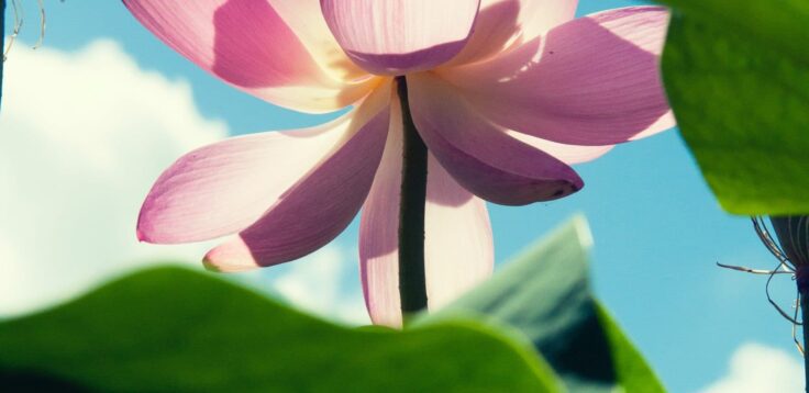 Home - Secular Buddhist Network