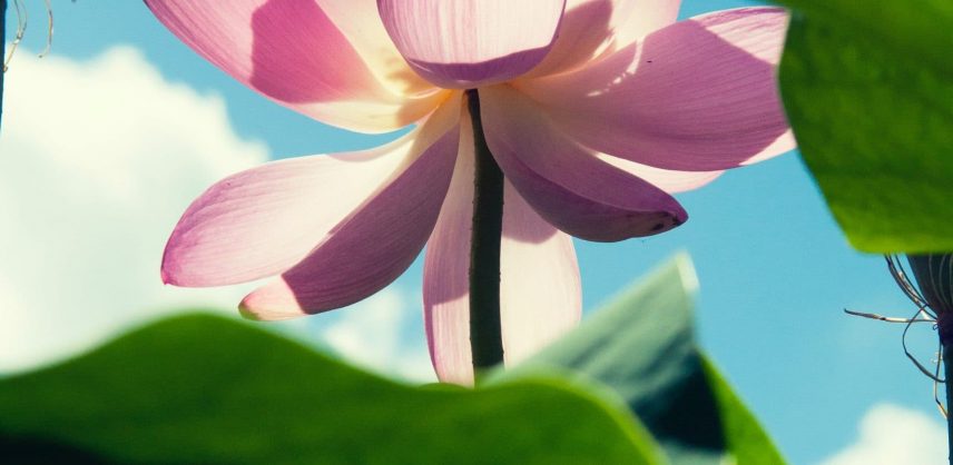 Home - Secular Buddhist Network