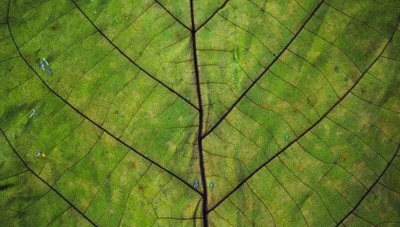 Key elements of secular Buddhism - a framework - Secular Buddhist Network